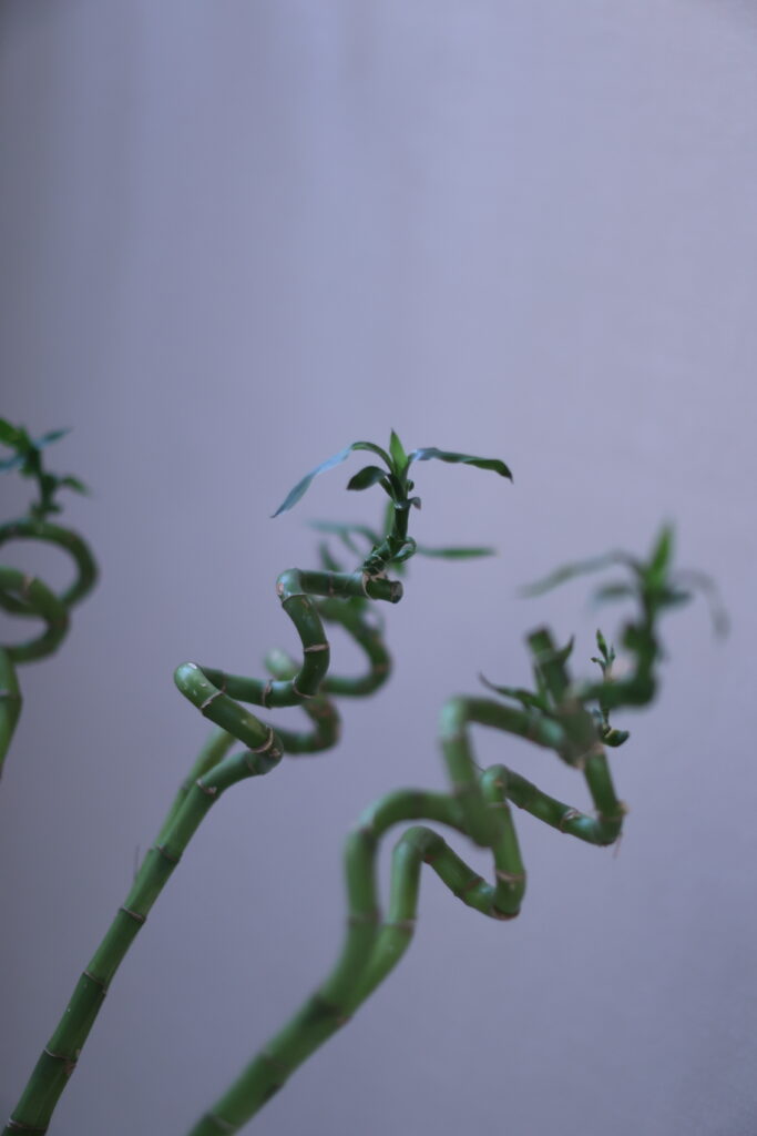 Fortuna Verde - Flower Projects